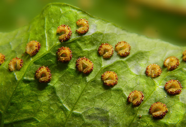 Microsorum Fern | Project Noah