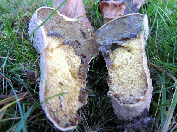 devil's snuff-box | Project Noah