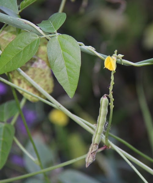 Hairypod Cowpea | Project Noah