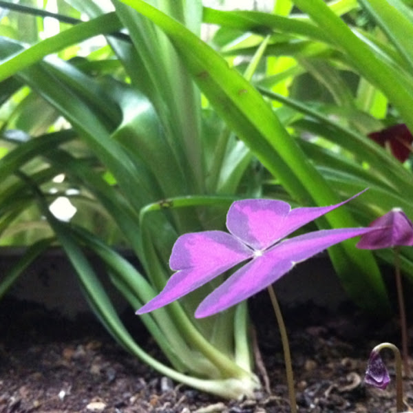 Plant | Project Noah