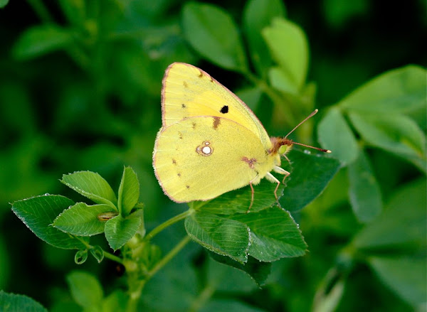 Clouded Yellow | Project Noah