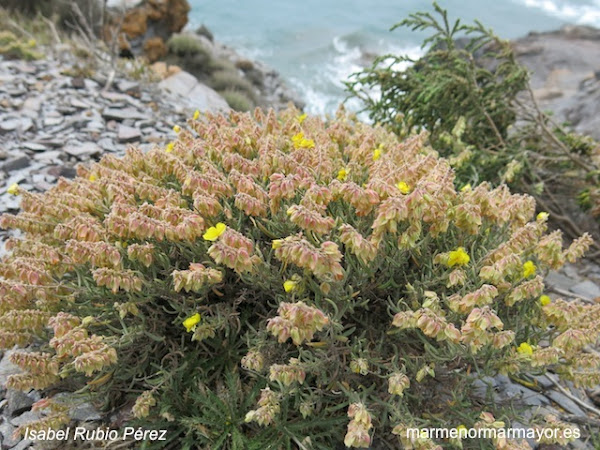 Jarilla | Project Noah