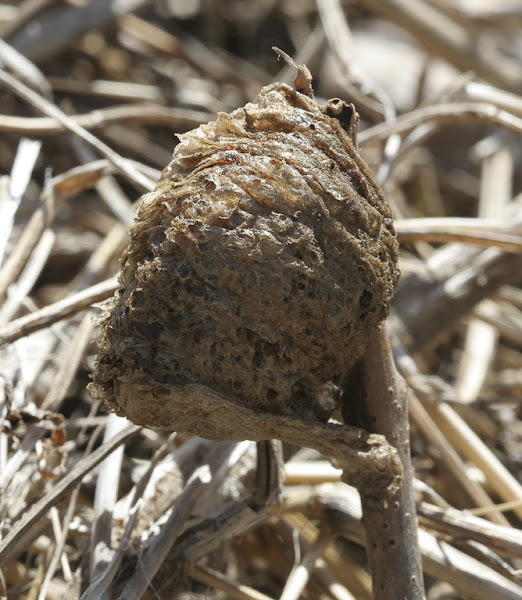 Praying Mantis ootheca egg mass | Project Noah