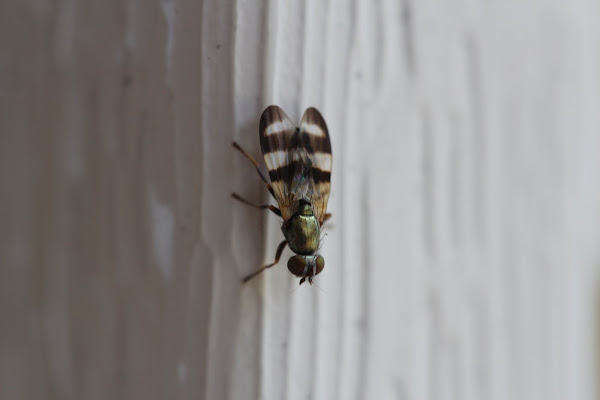 Walnut Husk Fly | Project Noah