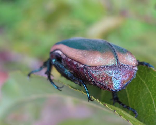 Green Fruit Beetle | Project Noah
