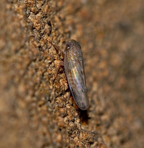 Leaf Hopper | Project Noah