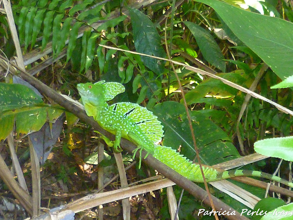 Plumed basilisk | Project Noah