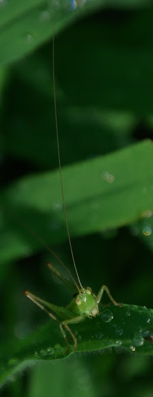 grass hopper | Project Noah