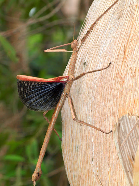 Strong Stick Insect ( Female ) | Project Noah