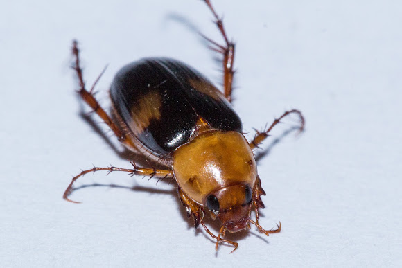 Scarab Beetle | Project Noah