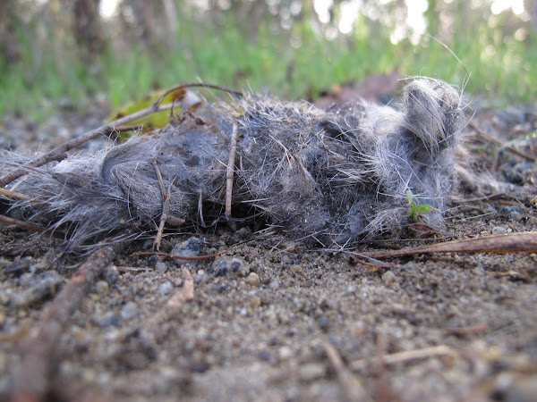 Rabbit | Project Noah