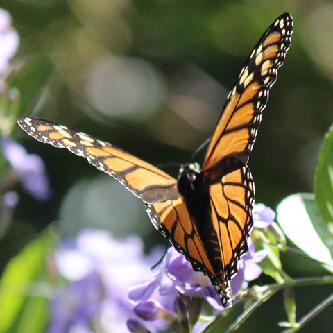 Wanderer (Monarch) Butterflies | Project Noah