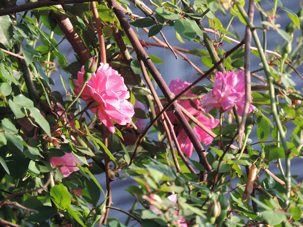 Old Blush Rose Climber | Project Noah