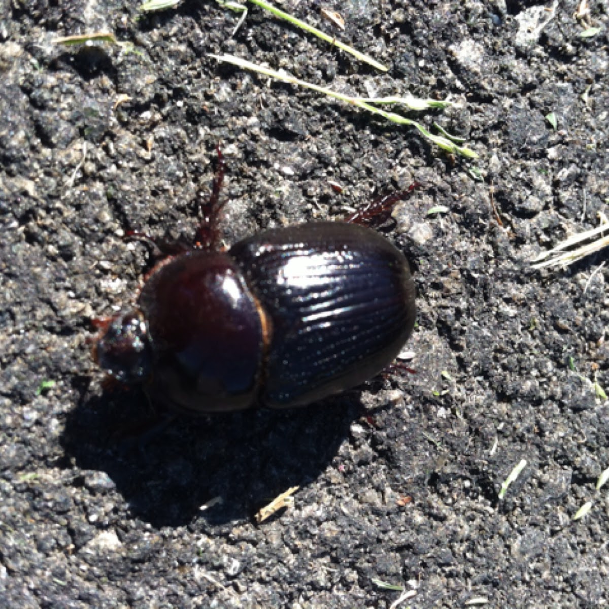 Spotting | Project Noah