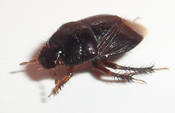 Burrowing bug | Project Noah