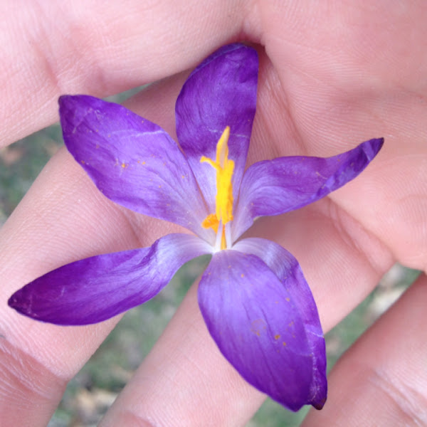 Crocus | Project Noah