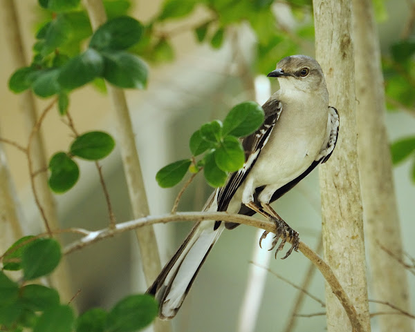 northern mockingbird | Project Noah