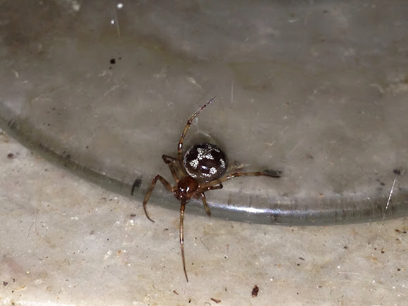 Triangulate Cobweb Spider | Project Noah