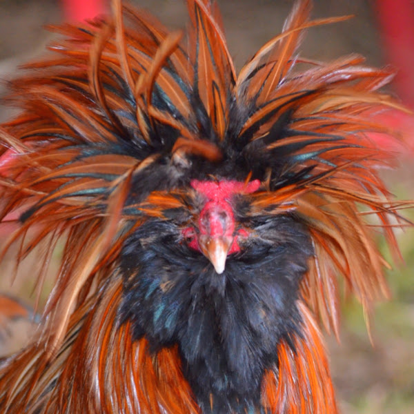 Polish Rooster | Project Noah