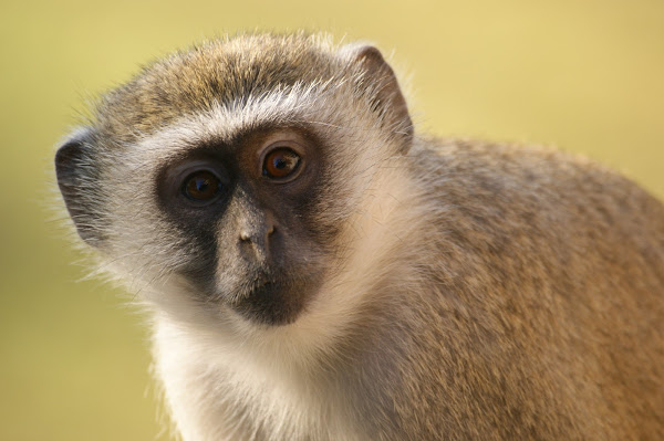 Vervet Monkey | Project Noah