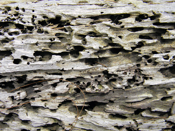 marine wood borer (sign) | Project Noah