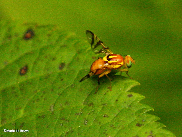 Pepper maggot fruit fly | Project Noah