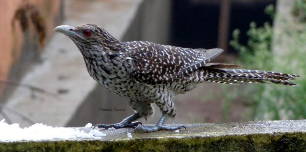 The Asian koel(female) | Project Noah
