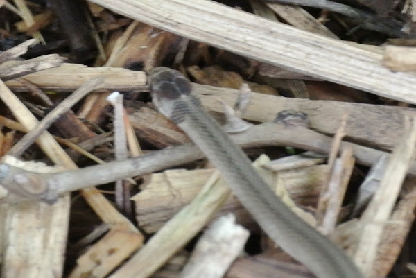 Texas Brown Snake | Project Noah