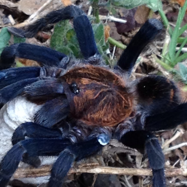 Costa Rican Suntiger Tarantula | Project Noah
