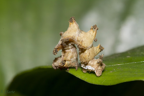 Wattle Bizarre Looper Moth | Project Noah