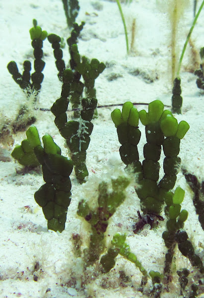 Small Leaf Green Alga | Project Noah