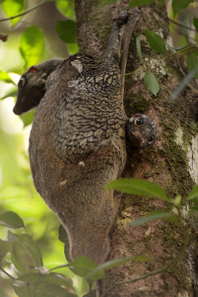 flaying lemur - Colugo | Project Noah