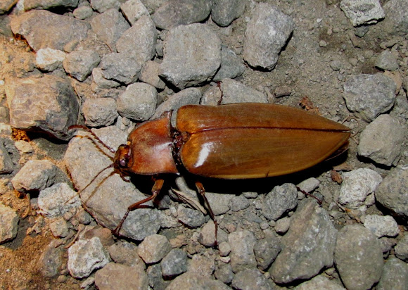 Click Beetle | Project Noah