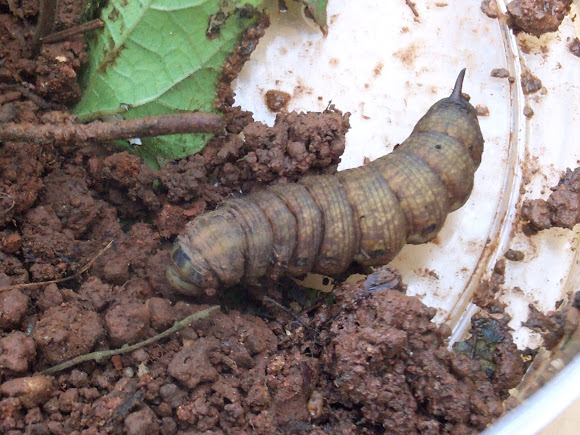 Convolvulus Hawk-moth pupa | Project Noah