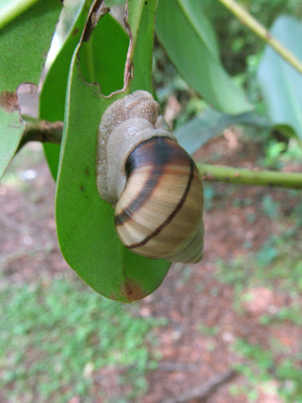 Banded Tree Snail | Project Noah