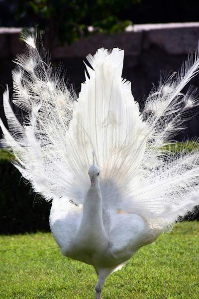 Peafowl | Project Noah