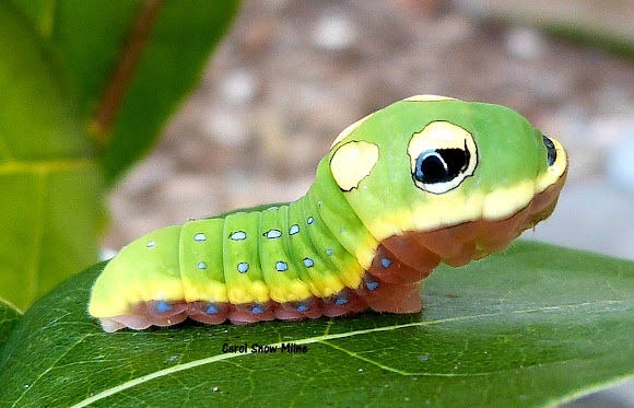 Spicebush Swallowtail Caterpillar | Project Noah
