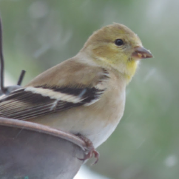 American Goldfinch | Project Noah