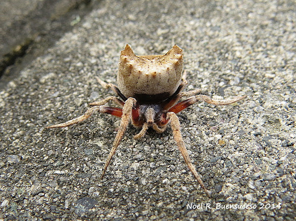 Tree Stump Orb Weaver Spider | Project Noah
