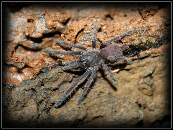 Indian Violet Spider | Project Noah