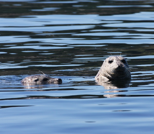 Harbour Seals | Project Noah