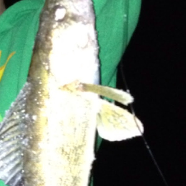 Walleyed pike | Project Noah