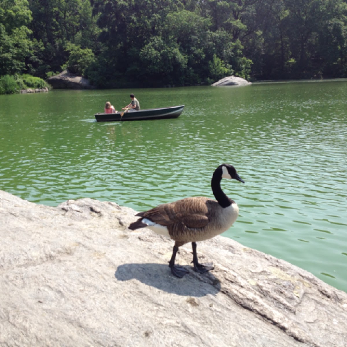 Canda Goose | Project Noah