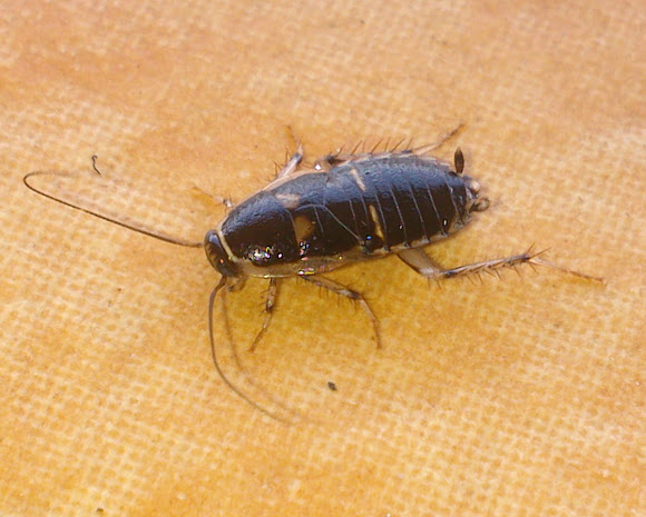 White-edged Cockroach - Nymph | Project Noah