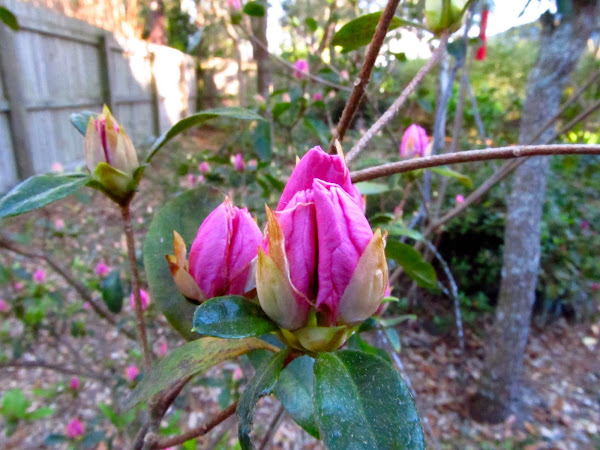 Azalea | Project Noah