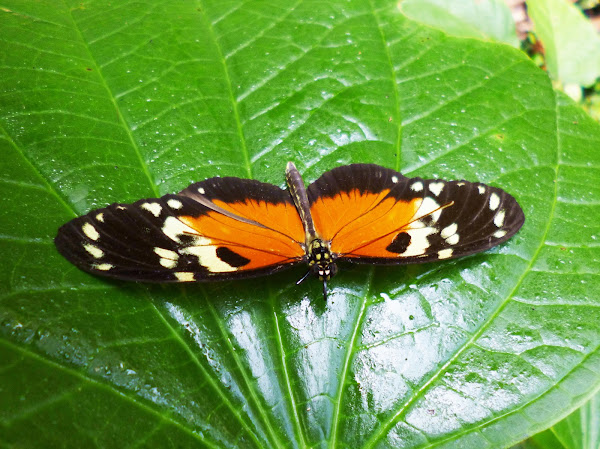 Hecale Longwing (Male) | Project Noah