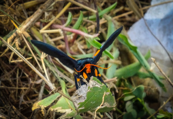 African Peach Moth | Project Noah