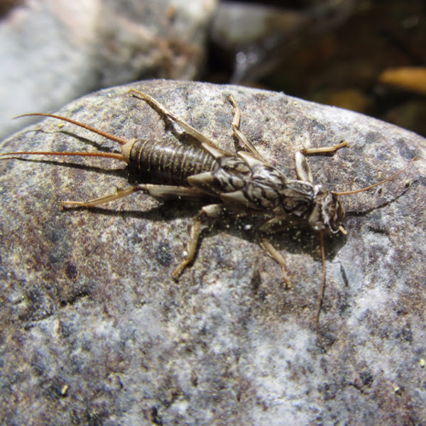 Perlid Stonefly Nymph | Project Noah