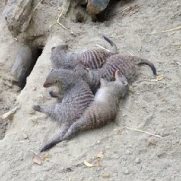 Banded Mongoose | Project Noah