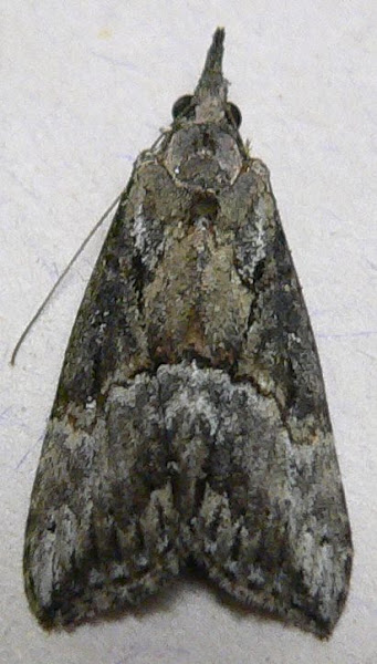 Green Cloverworm Moth | Project Noah